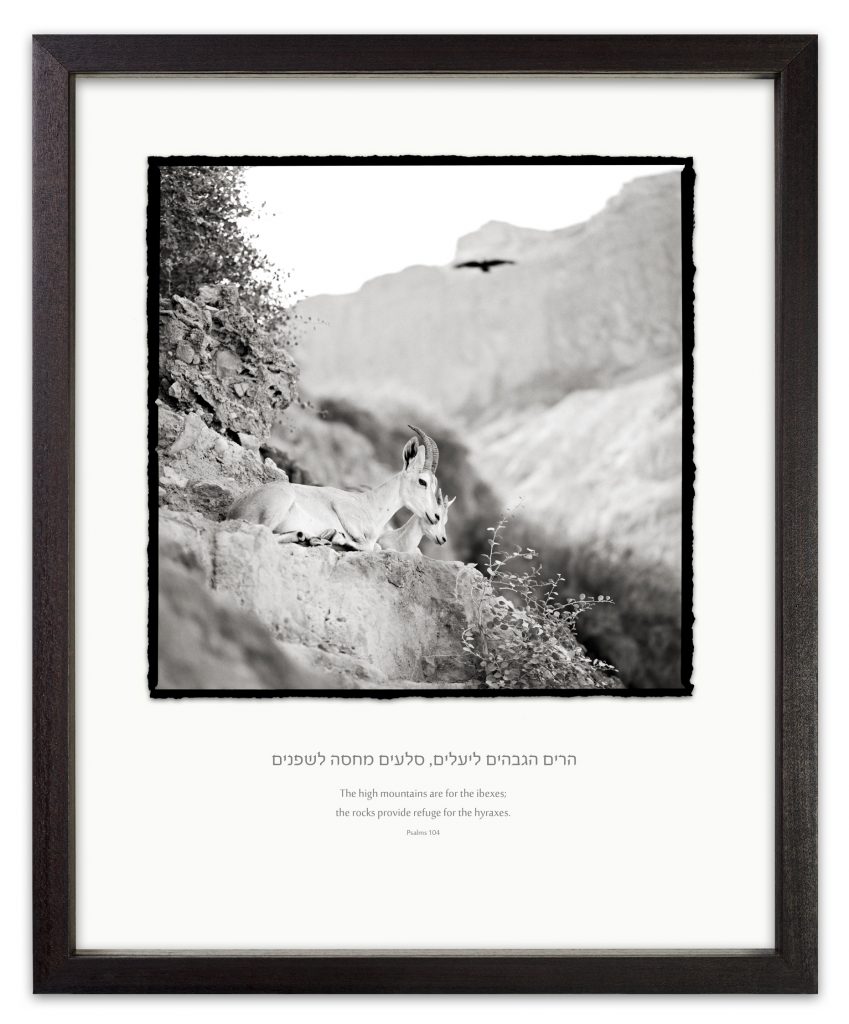 28 Ibex - Yaal Herman